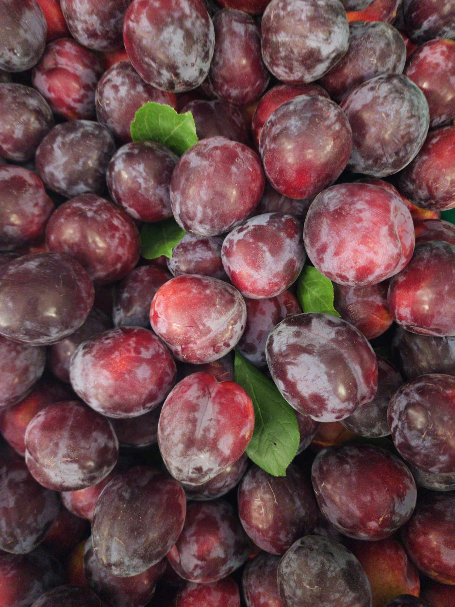 Buy Black Doris Plums NZ | Perriam Orchard Central Otago – 5 kg