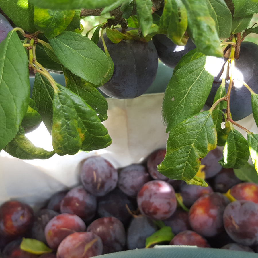 Buy Black Doris Plums NZ | Perriam Orchard Central Otago – 5 kg