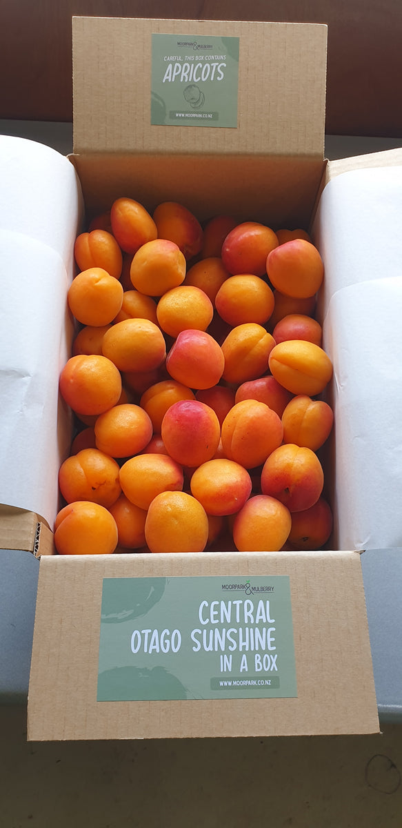 Buy Moorpark Apricots NZ – 5 kg Box | Perriam Orchard
