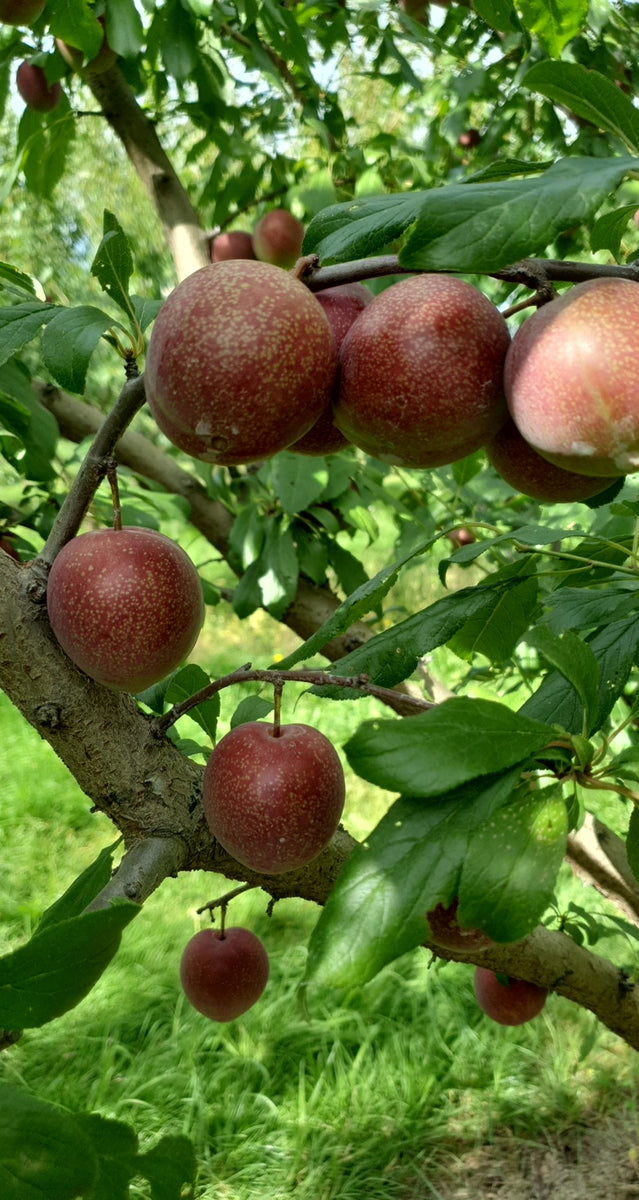 Buy Omega Plums NZ | Perriam Orchard Central Otago – 5 kg