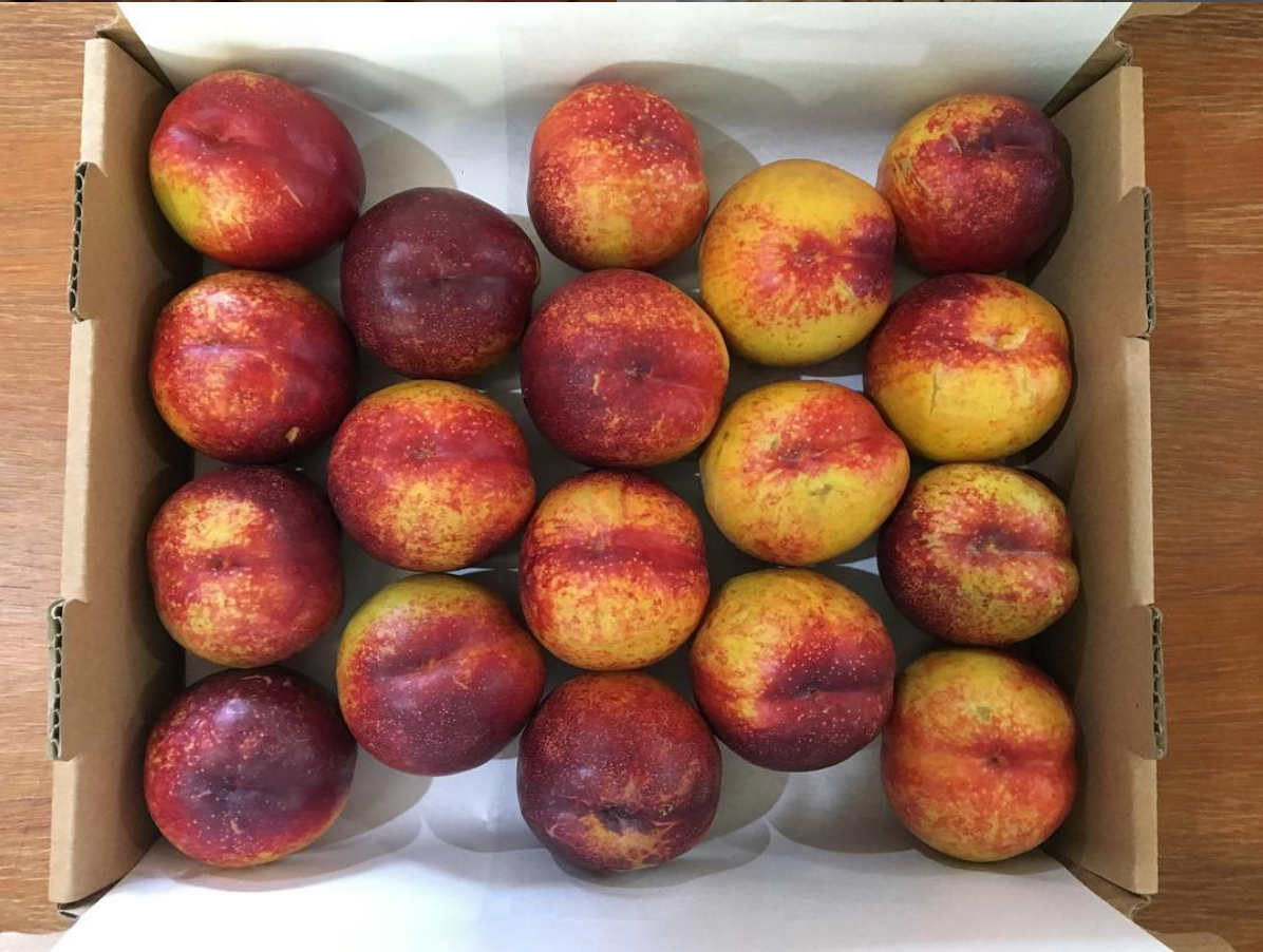 Nectarines 3.5kg – Perriam Orchard